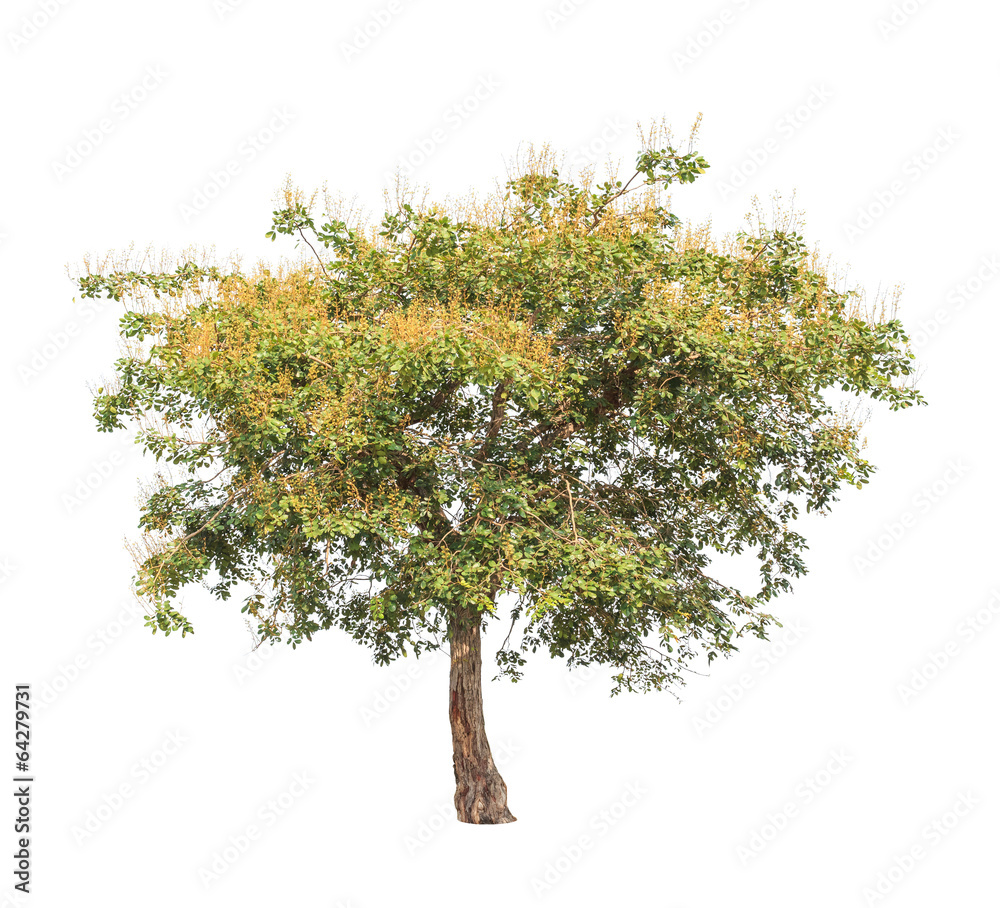 Sindora siamensis, tropical tree in Thailand Stock Photo | Adobe Stock