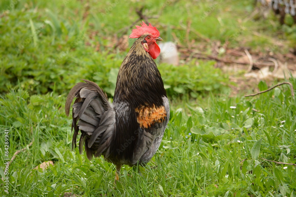 Gallo Cantando Al Amanecer