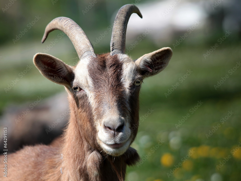 Ziege Stock-Foto | Adobe Stock