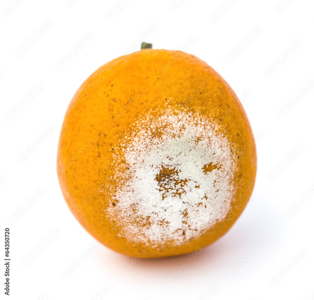 close up of rotten orange on a white background Stock Photo | Adobe Stock
