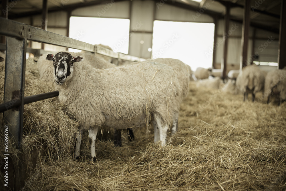 Lambing Barns