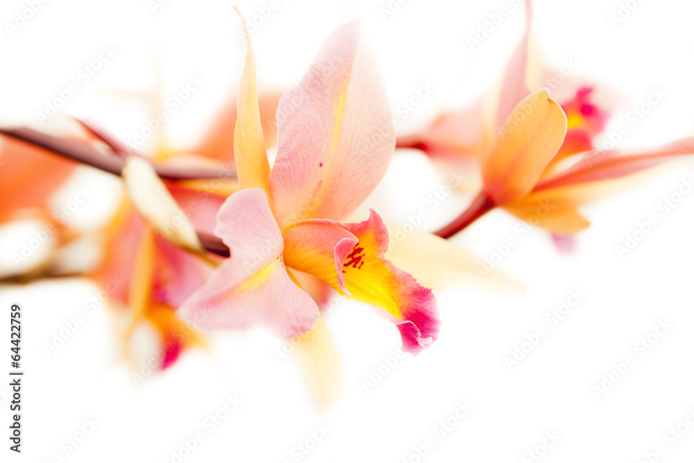 laelia orchid Stock Photo | Adobe Stock
