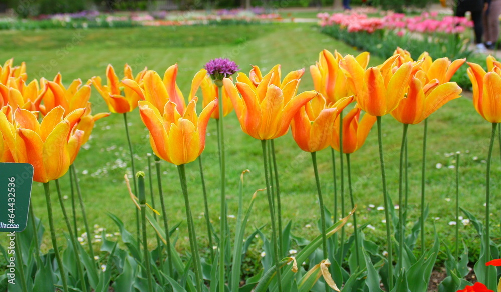 massif de tulipes,parc floral au jardin des plantes à paris Stock Photo ...