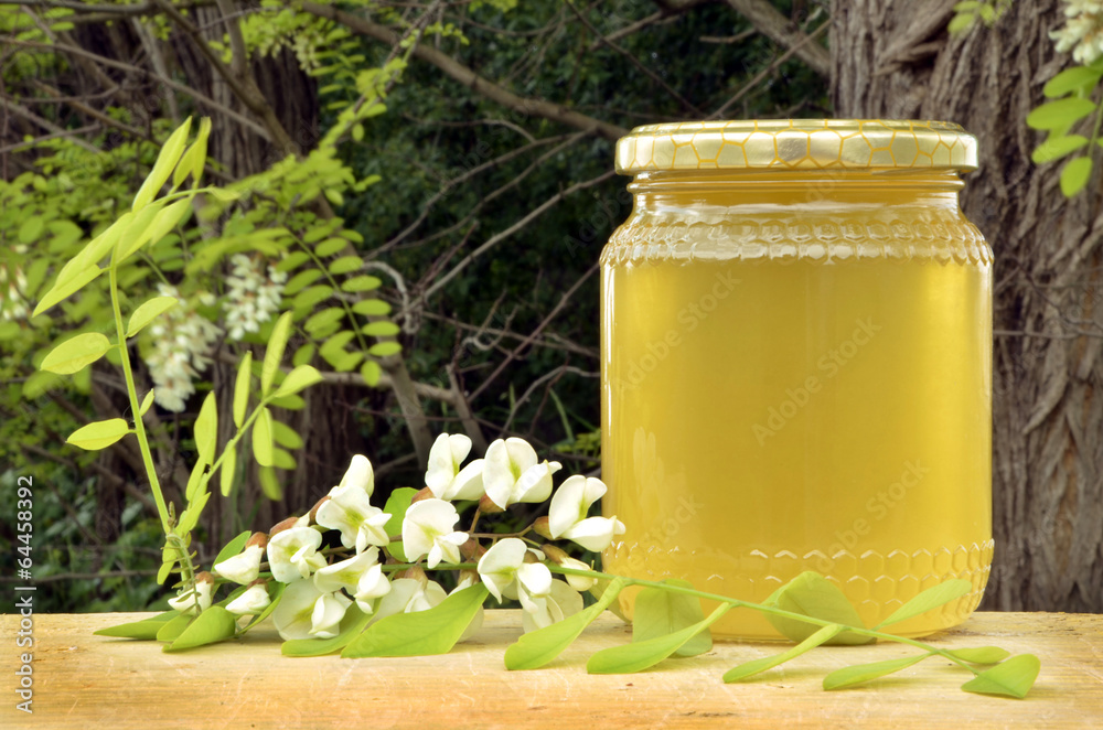 Acacia Akazien 아카시아속 アカシア Acácia Акация Stock Photo | Adobe Stock