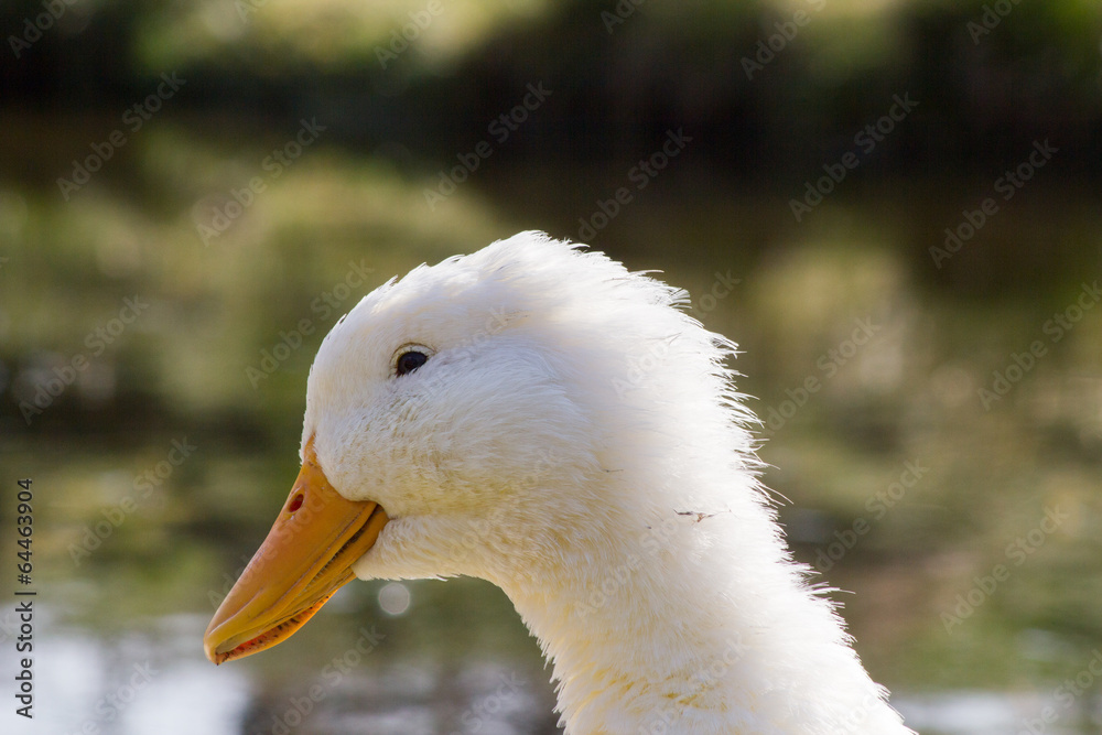 Portrait: Deutsche Pekingente Stock-Foto | Adobe Stock