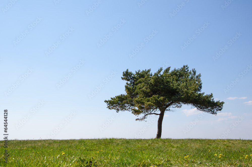 Single pine tree foto de Stock | Adobe Stock