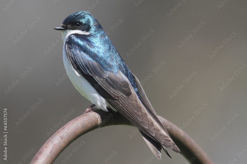 Tree Swallow on a perch Stock Photo | Adobe Stock
