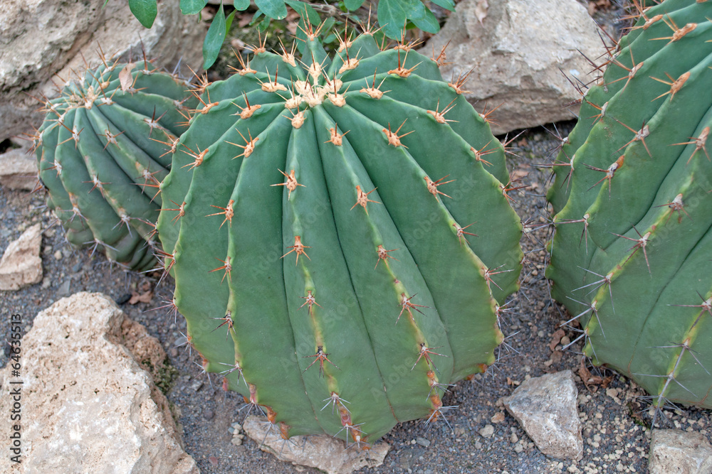 Ferocactus alamosanus foto de Stock | Adobe Stock