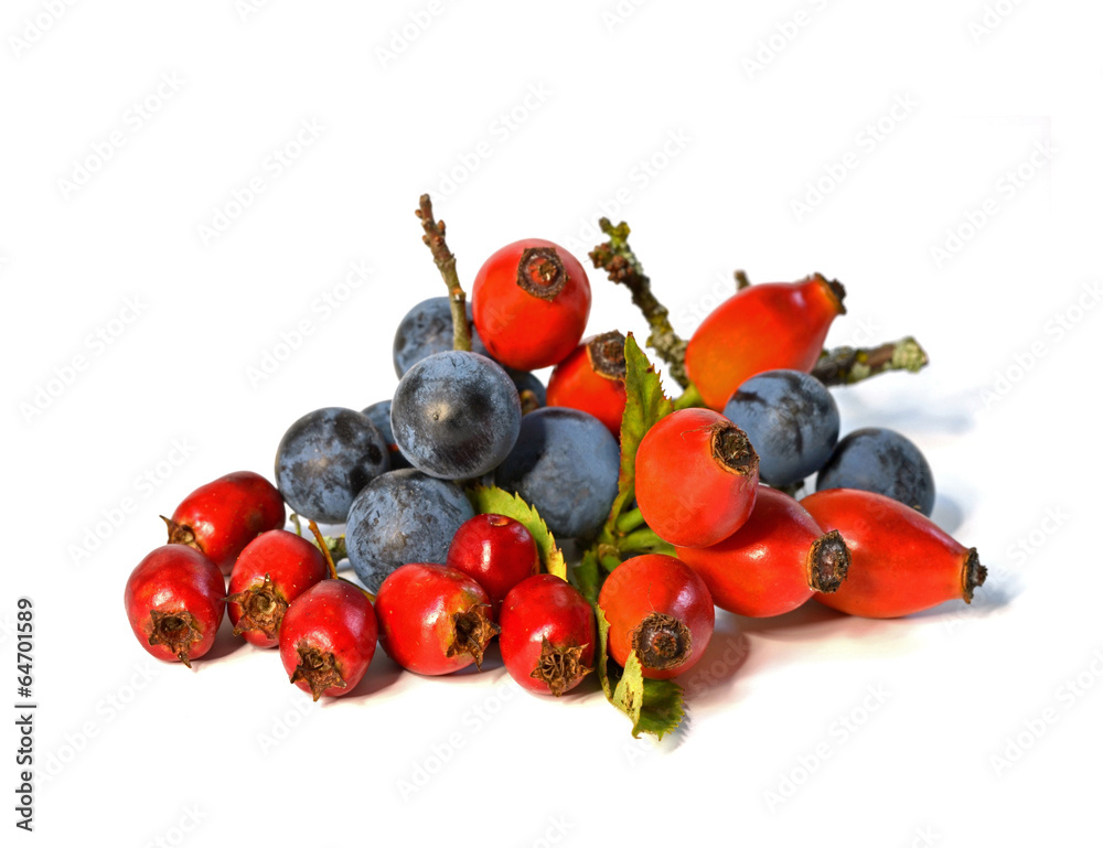 Waldfrüchte Stock-Foto | Adobe Stock