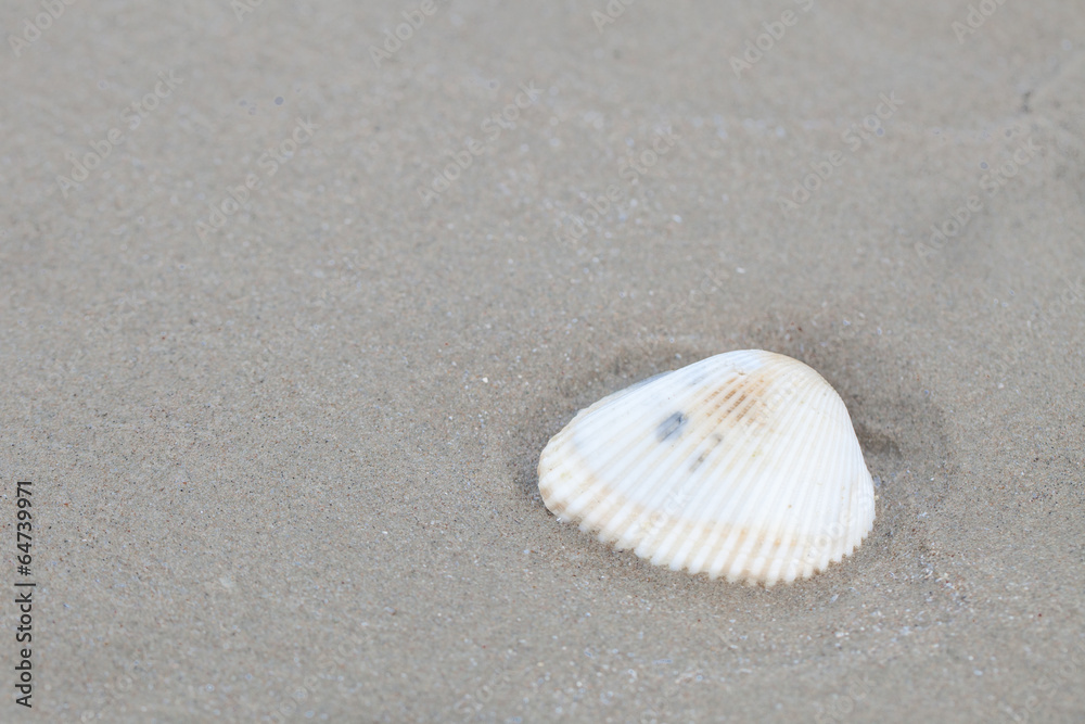 Sea shell on the beach Stock Photo | Adobe Stock