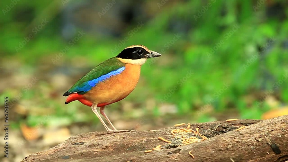 Blue-winged Pitta (Pitta moluccensis) on in nature of Thailand vídeo do ...