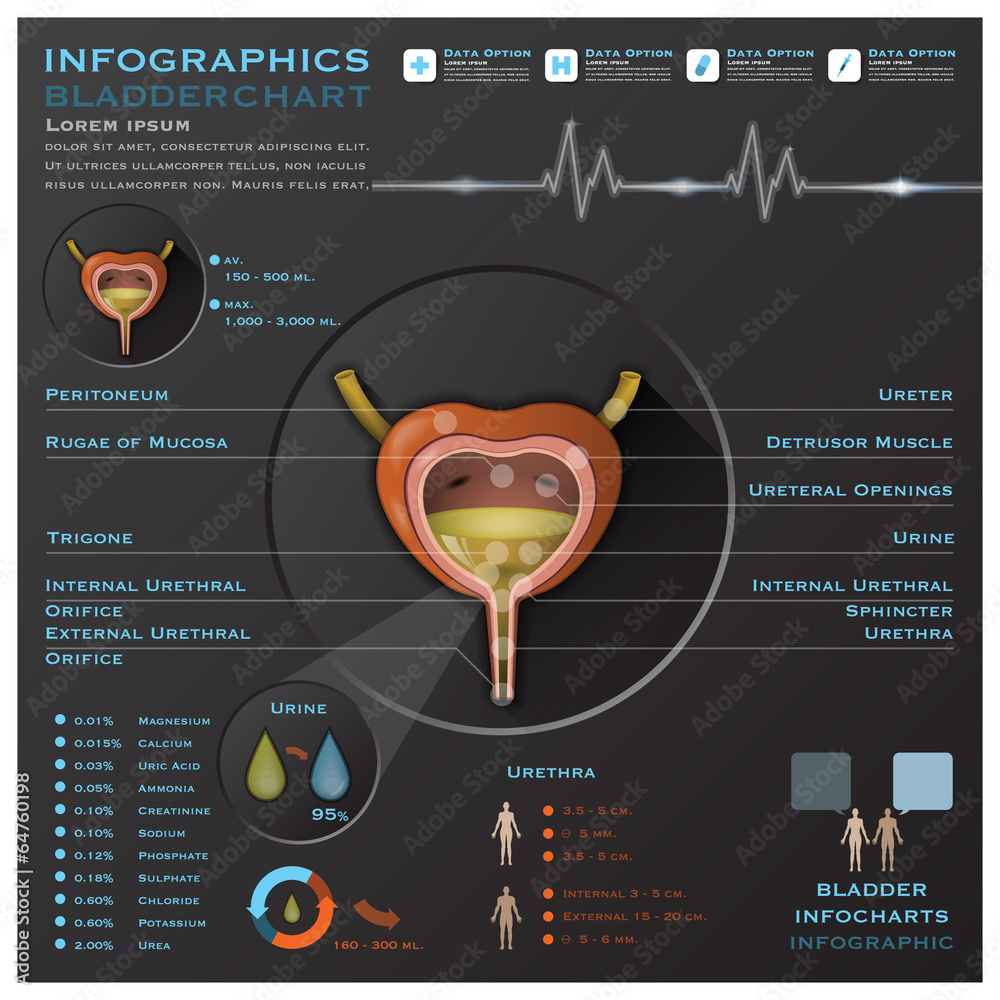 Bladder And Urine Medical Infographic Infochart Stock Vector | Adobe Stock