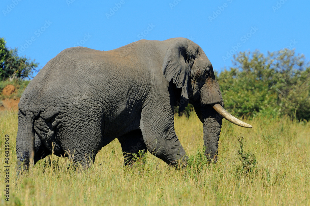 Elephant Stock Photo | Adobe Stock