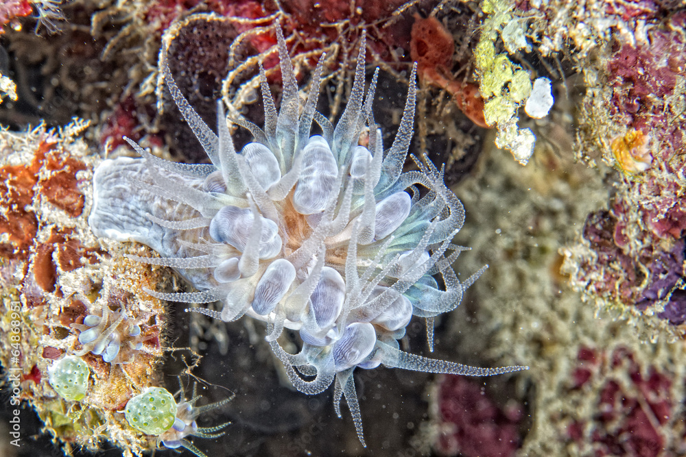 white anemone tentacles detail Stock Photo | Adobe Stock