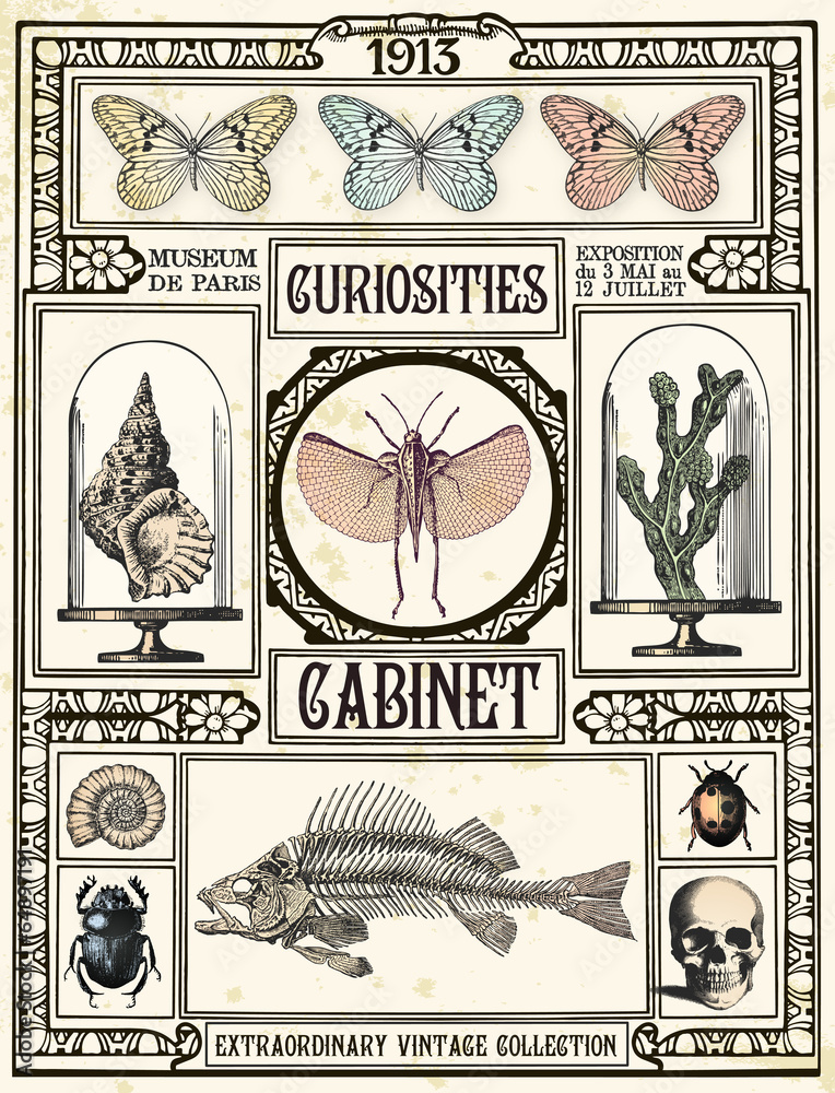 Curiosities cabinet Stock Vector | Adobe Stock