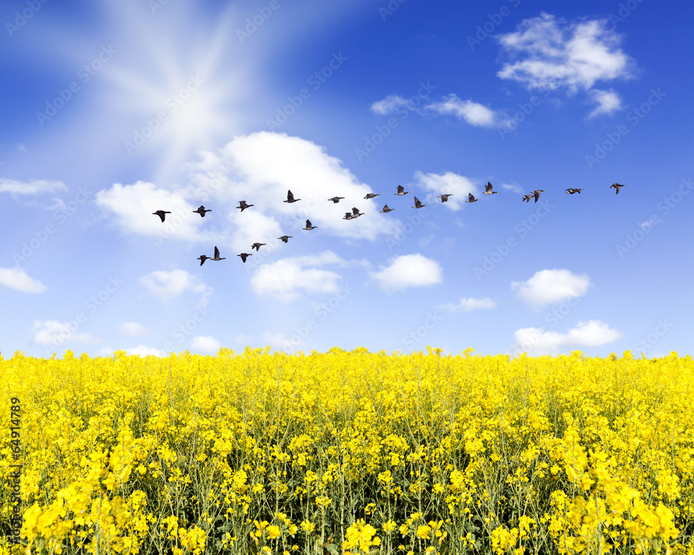 der Raps blüht Stock-Foto | Adobe Stock