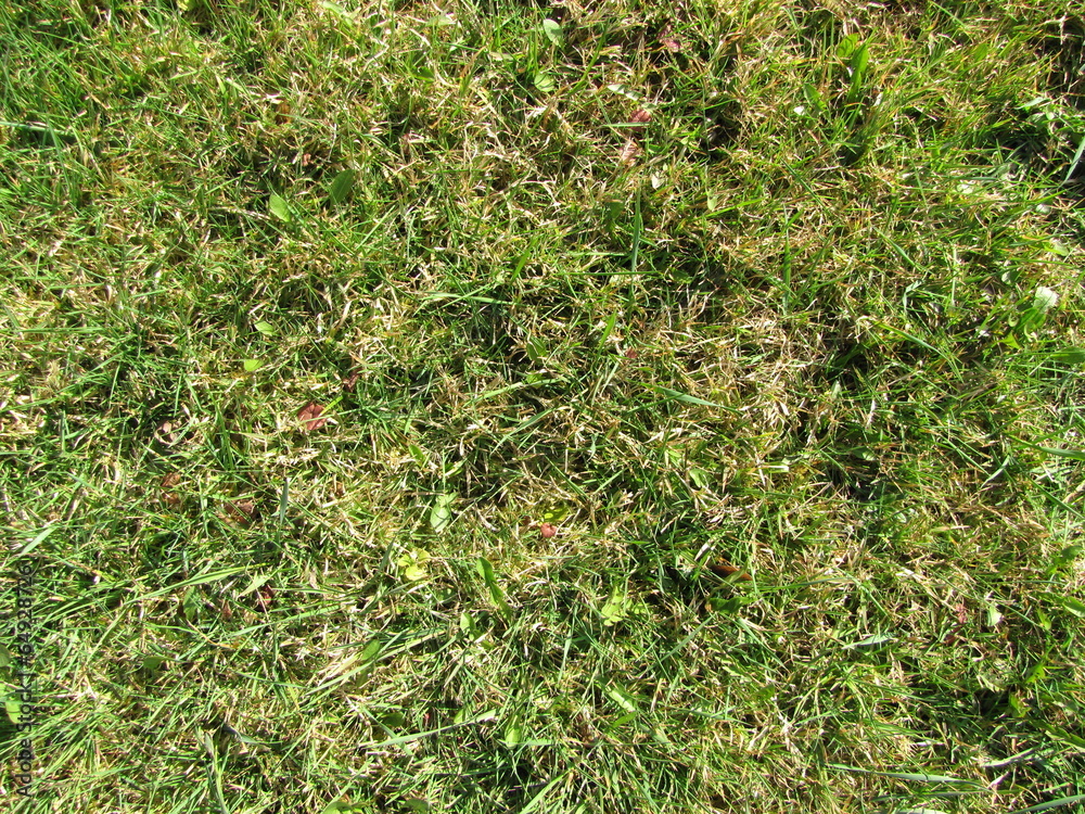 Old grass texture Stock Photo | Adobe Stock