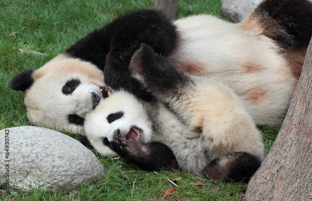 Baby Pandas Cuddling