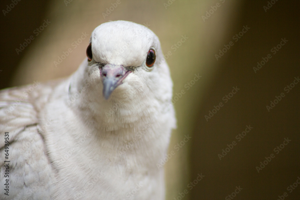 Lachtaube Stock-Foto | Adobe Stock