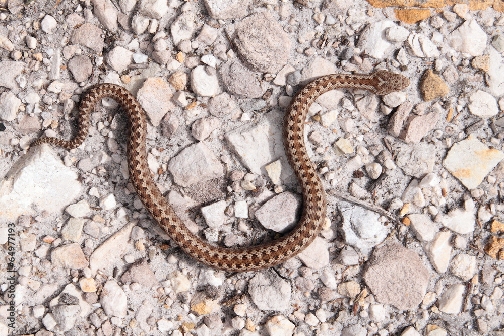 Víbora de Seoane. Vipera seoanei. Picos de Europa. Stock-Foto | Adobe Stock