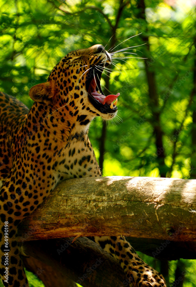 Poster leopard – Wall Art | UkPosters