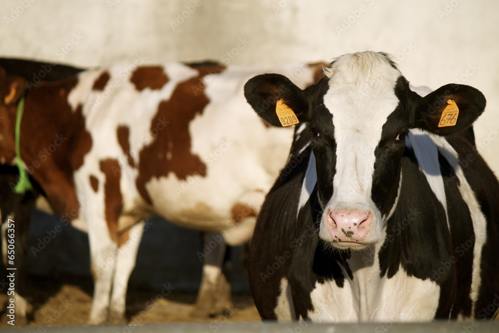 Vacca Stock Photo | Adobe Stock