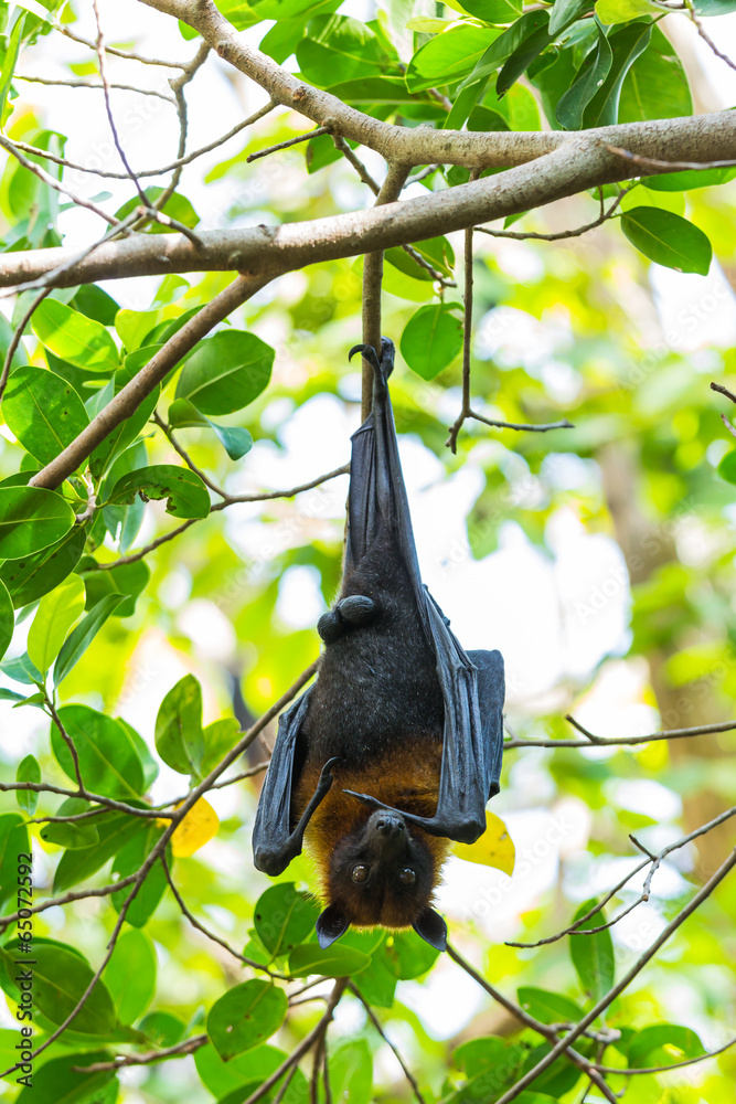 Flying fox hanging on the tree Stock-Foto | Adobe Stock