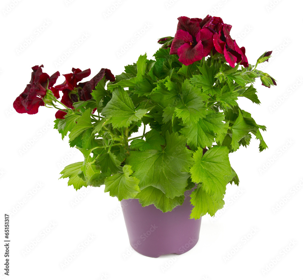 beautiful geranium flower in a pot over white Stock Photo | Adobe Stock