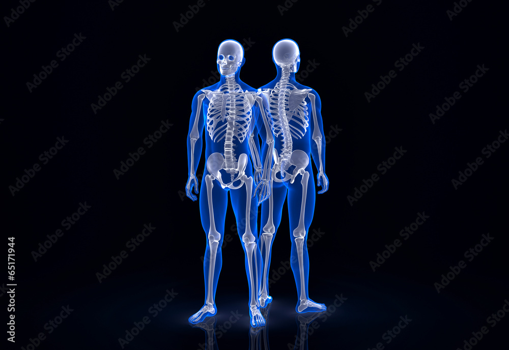 Human skeleton. Front and back view. Contains clipping path Stock ...