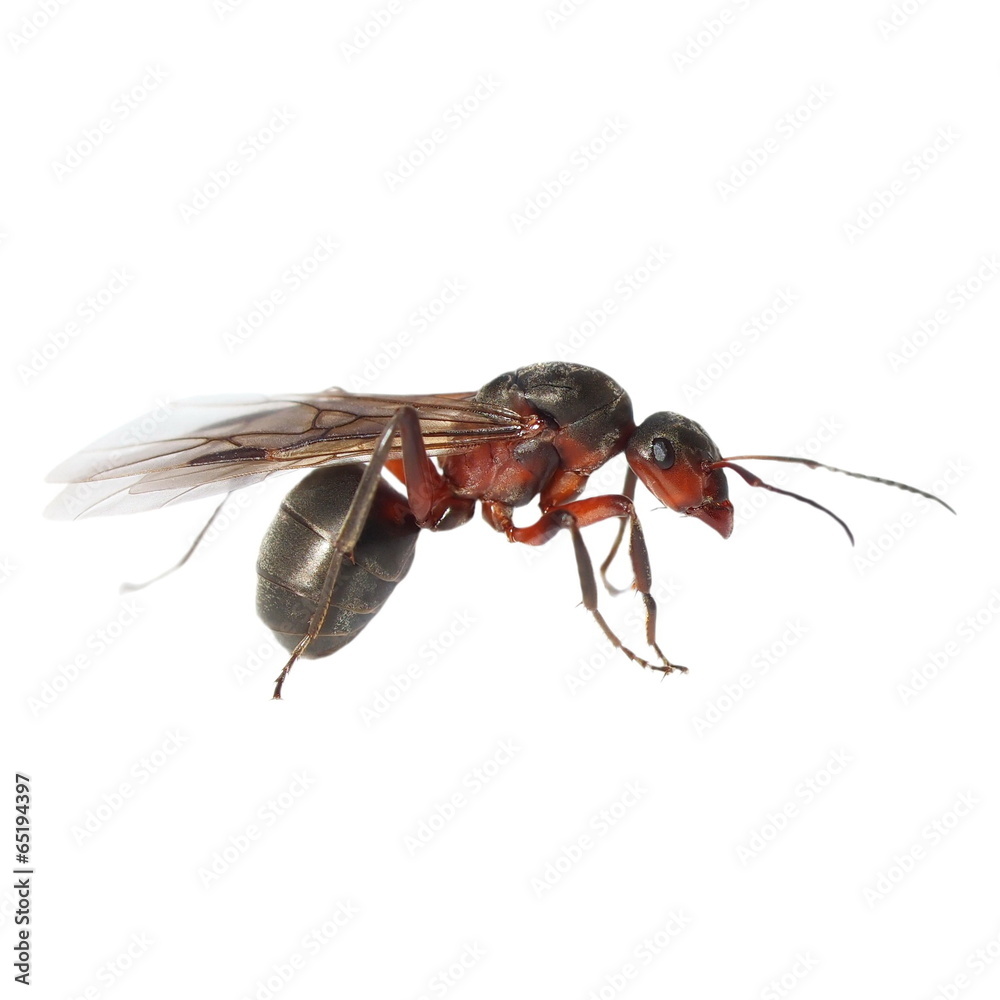 Red winged ant isolated on white background, with clipping path Stock ...