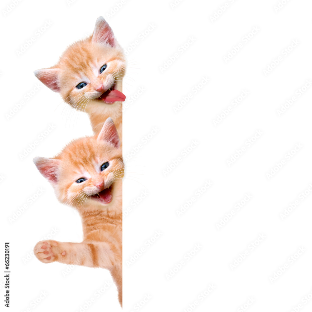 zwei Katzen lachend und winkend foto de Stock | Adobe Stock
