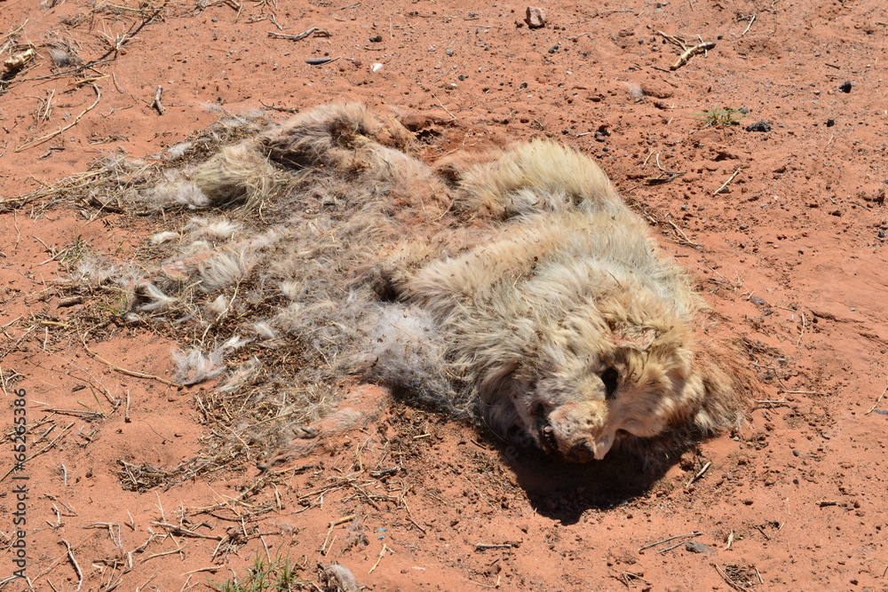 Rotting corpse of a dog by the side of the road in Utah. Stock Photo ...