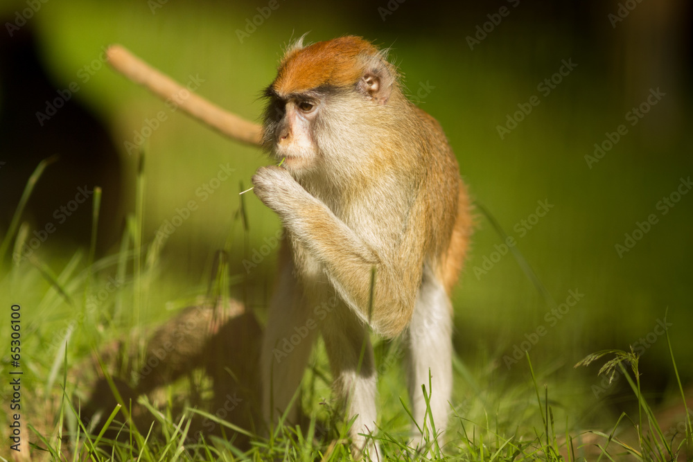 Patas Monkey Running