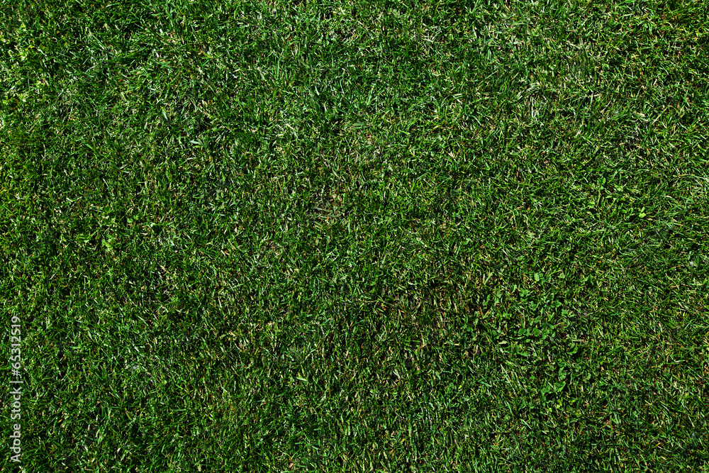 green grass texture Stock Photo | Adobe Stock