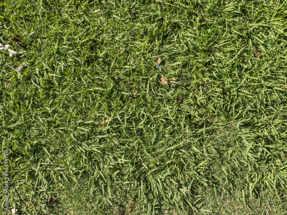 Textura césped, pasto. Jardín. Stock Photo | Adobe Stock