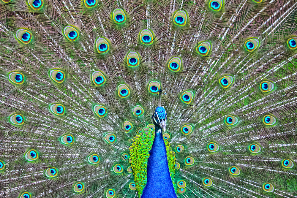Blauer Pfau schlägt ein Rad Stock-Foto | Adobe Stock