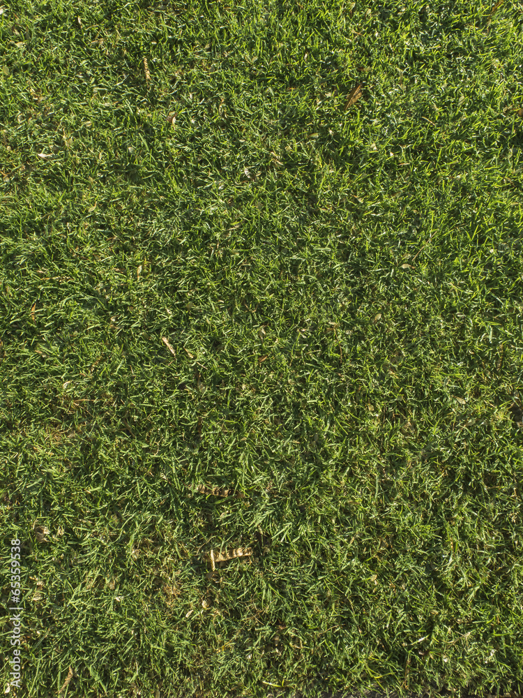 Texturas De Estereogramas De Bosques Y Pasto