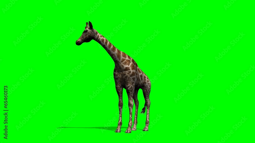 Giraffe looks around - green screen Stock Video | Adobe Stock