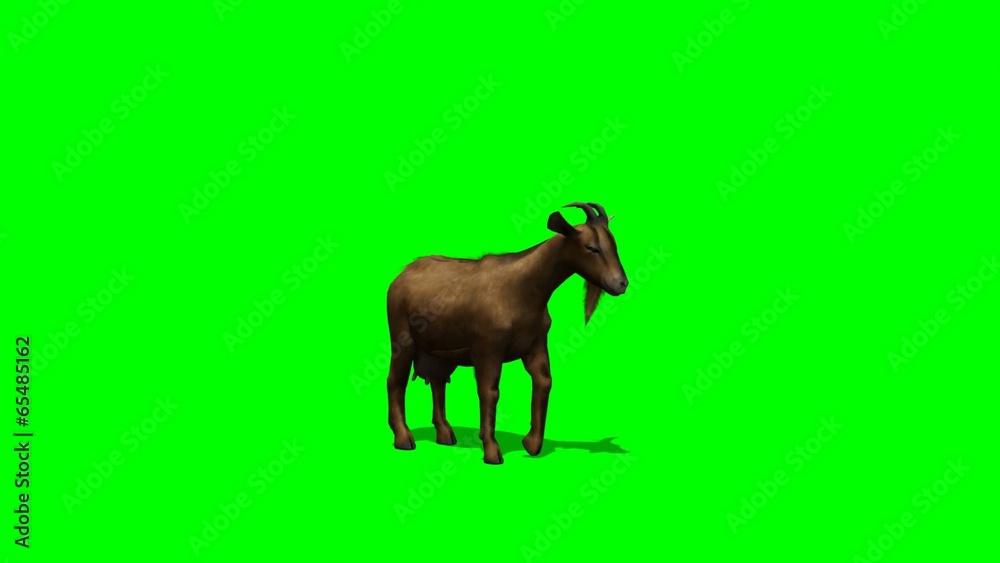 Goat looks around - green screen Stock Video | Adobe Stock