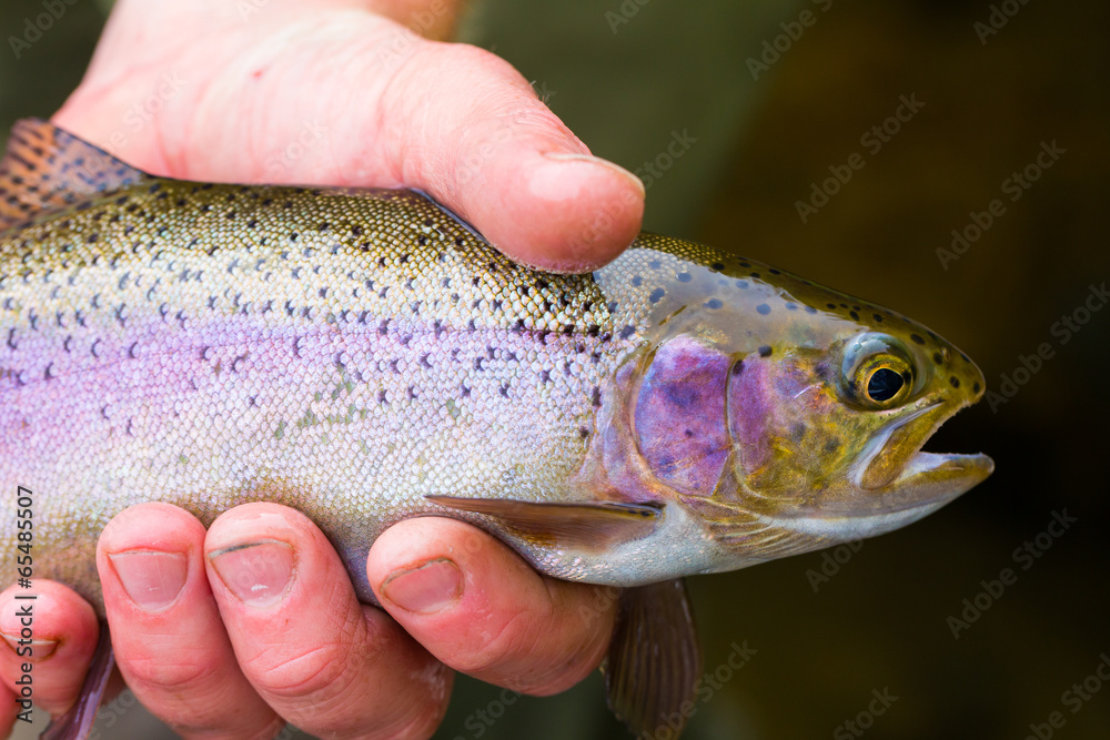 Catch and Release Native Rainbow Redside Trout Stock Photo | Adobe Stock