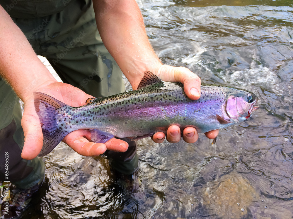 Catch and Release Native Rainbow Redside Trout Stock Photo | Adobe Stock