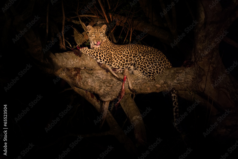 Leopards In Trees With Prey