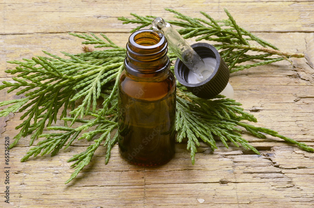 Foto de Cupressus sempervirens Italiaanse cipres do Stock | Adobe Stock