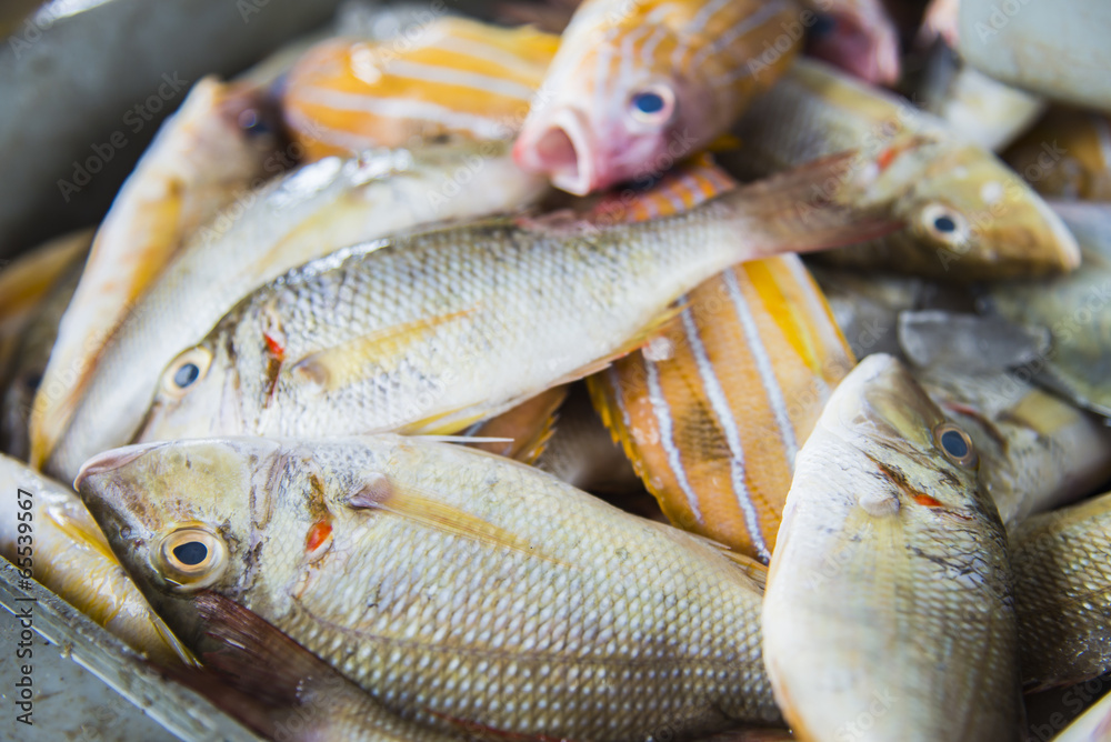 Variety sea fish for sale Stock Photo | Adobe Stock