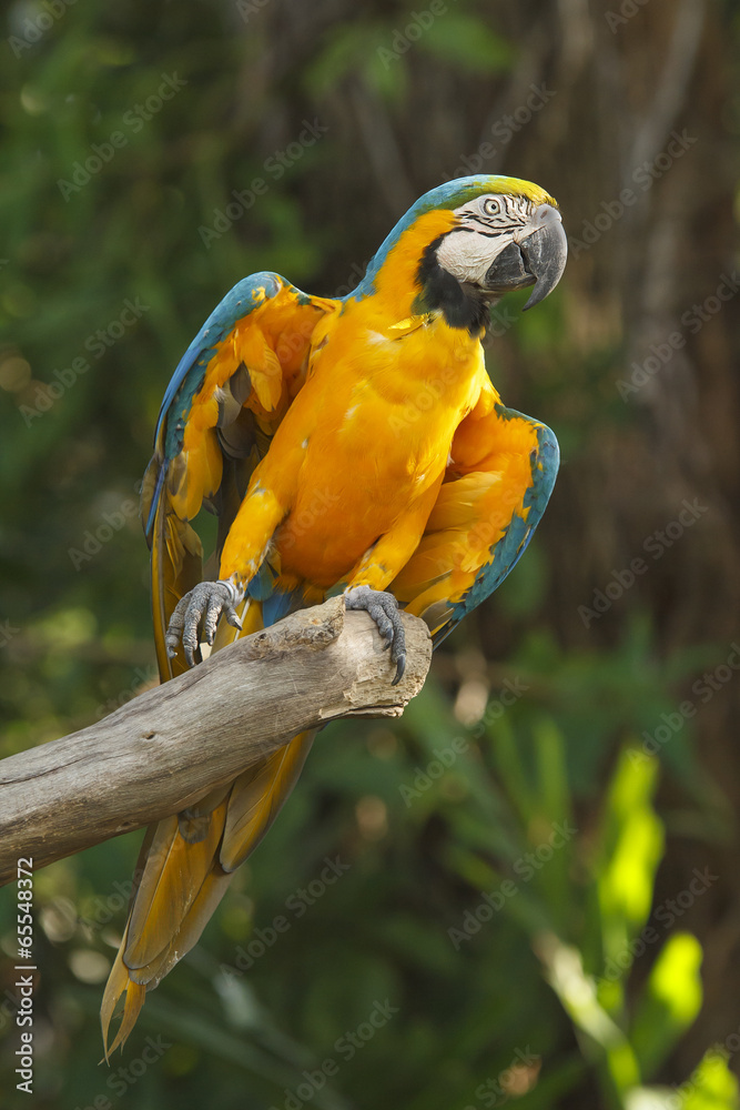 Macaw bird Stock Photo | Adobe Stock
