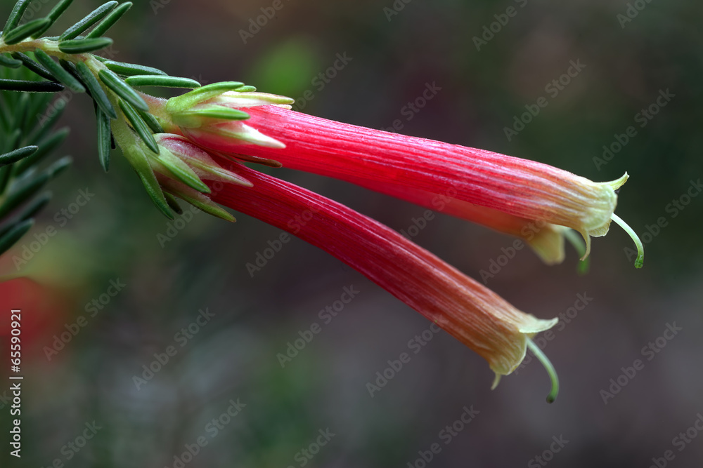 two tubular flowers of South African Erica Versicolor Stock Photo ...