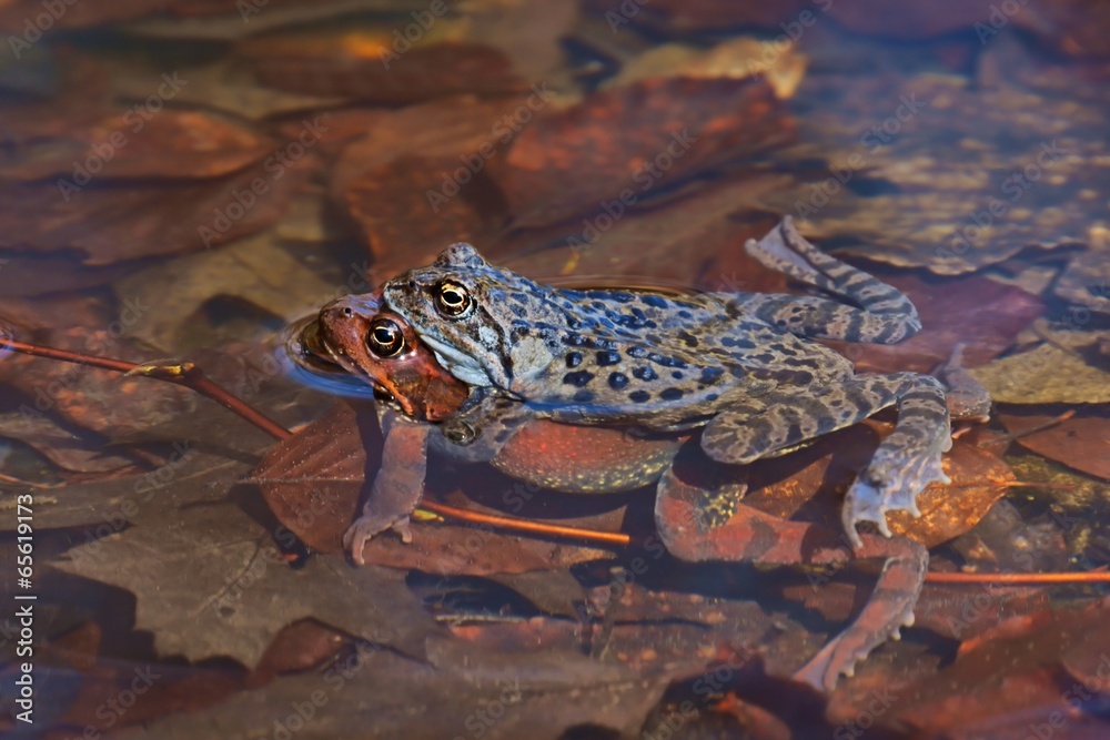 Moor Frog (Rana arvalis), pair of frogs during mating Stock Photo ...