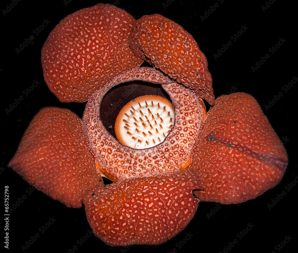 Rafflesia arnoldii - the largest flower on Earth Stock Photo | Adobe Stock