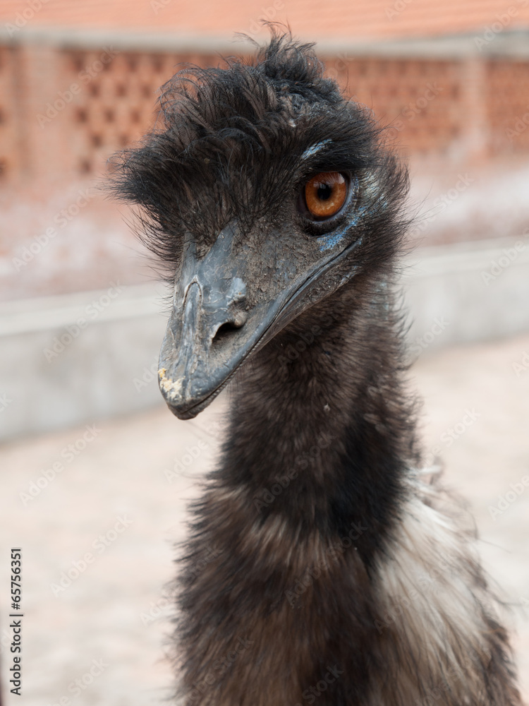 Ostrich Face Angry