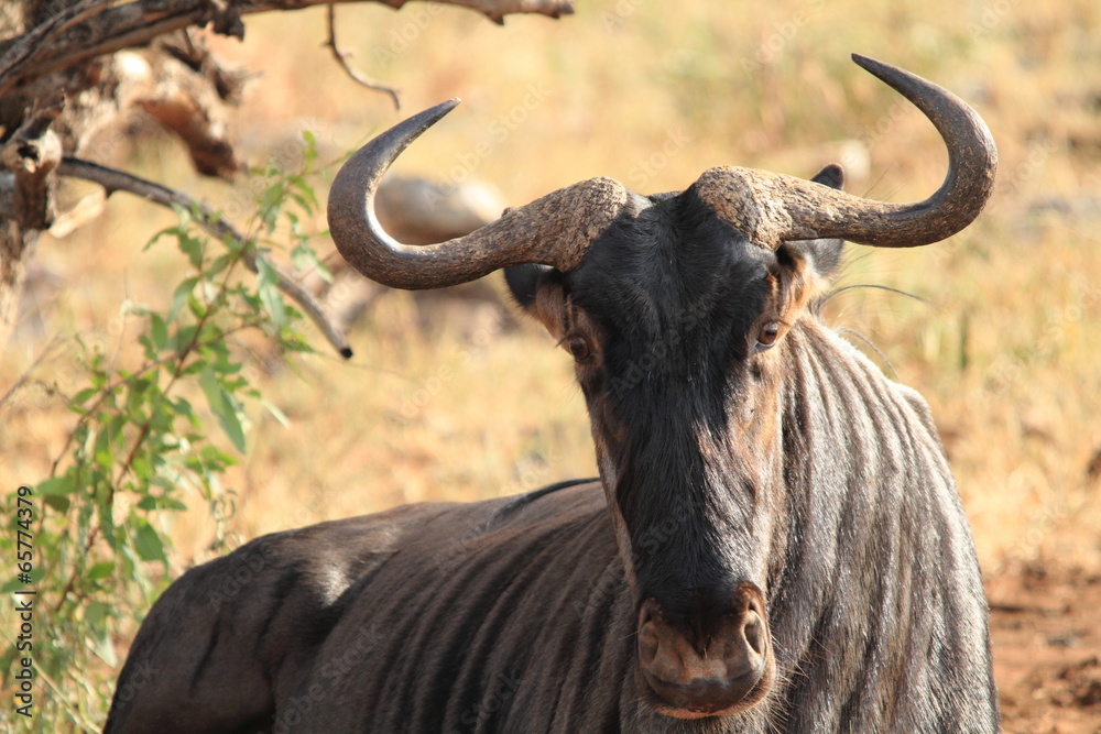 Animais Gnus Papel De Parede 18+ Thousand Gnu Royalty Free Images,